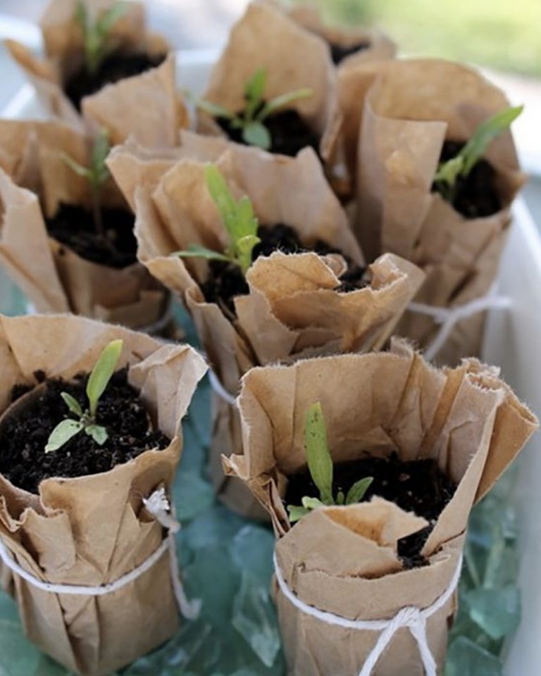 Des godets à semis DIY en carton | Shake My Blog